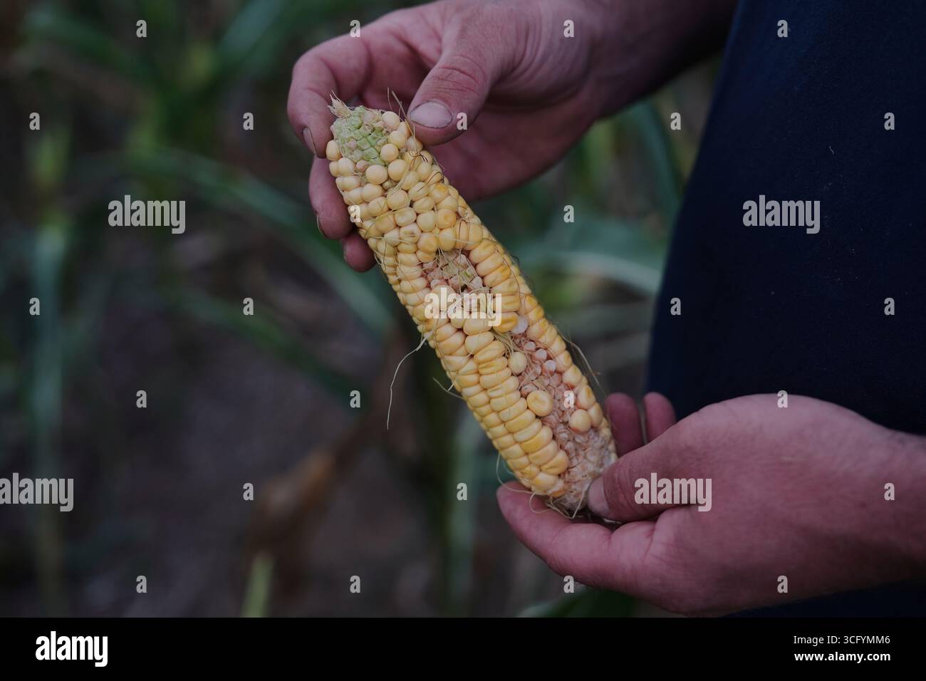 Gary Rynd displays an ear of corn with patchy kernels, likely due to ...
