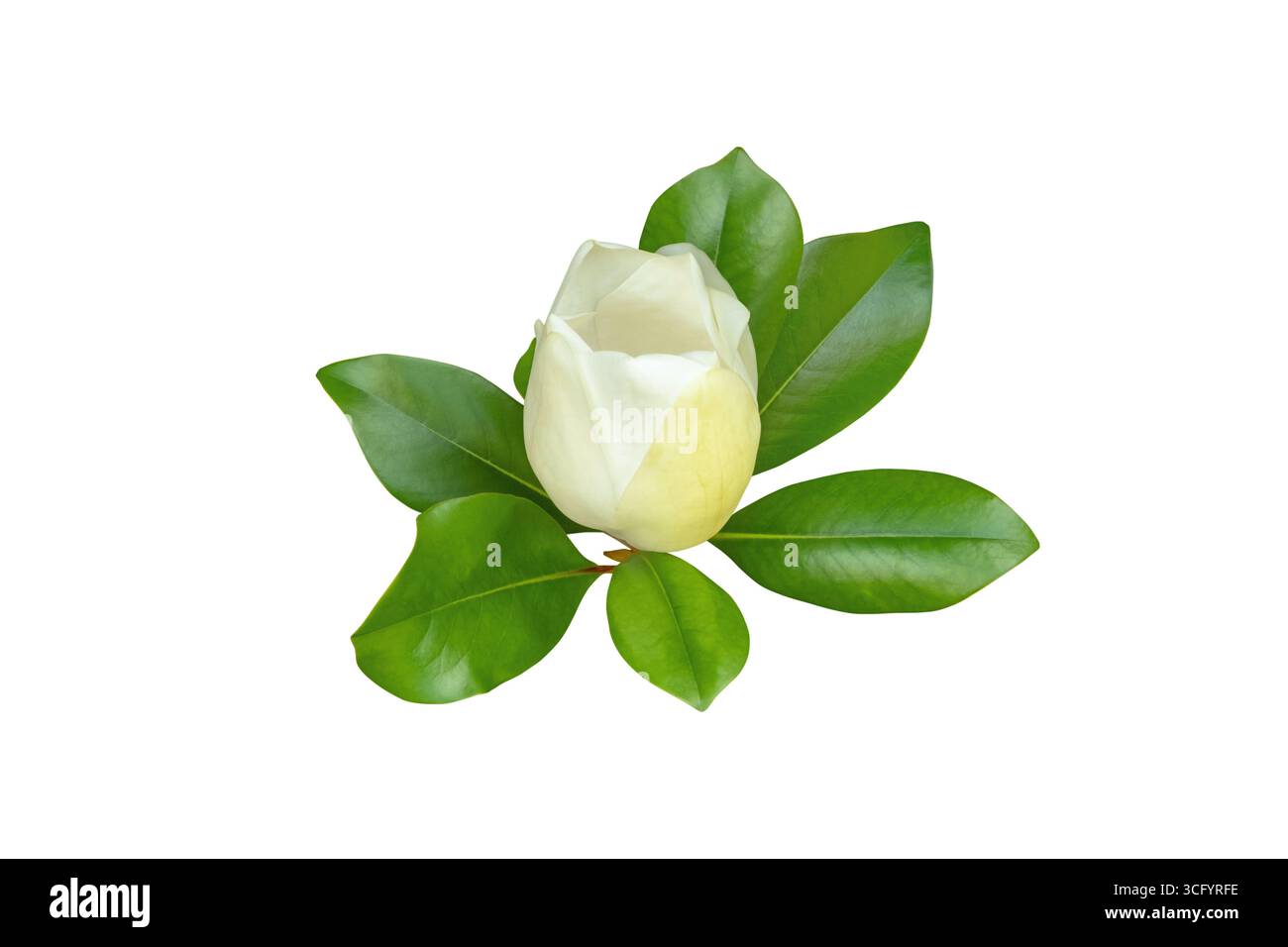 Magnolia flower in detail Cut Out Stock Images & Pictures - Alamy