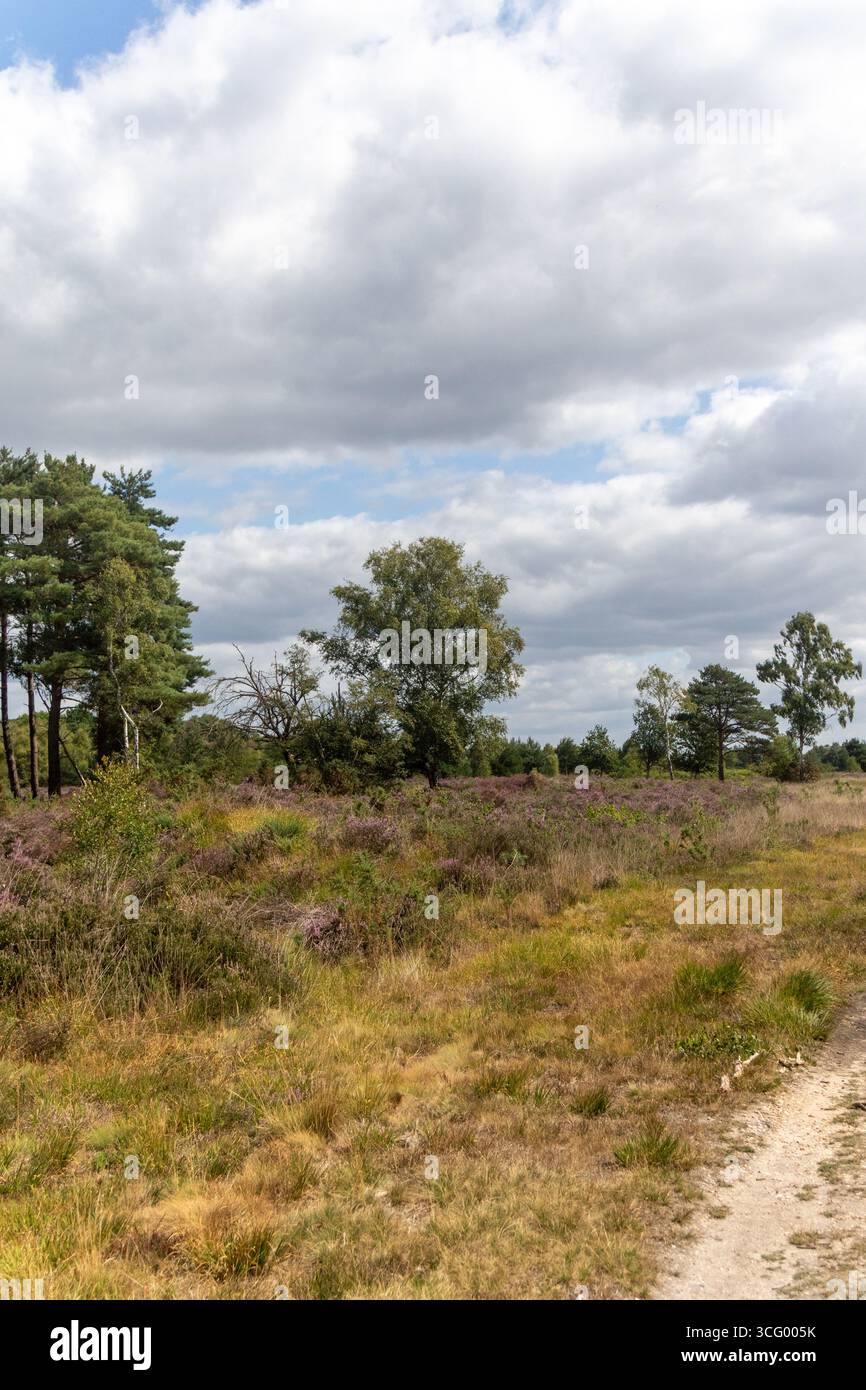 A view of Yateley Common an extensive heathland complex with areas of ...