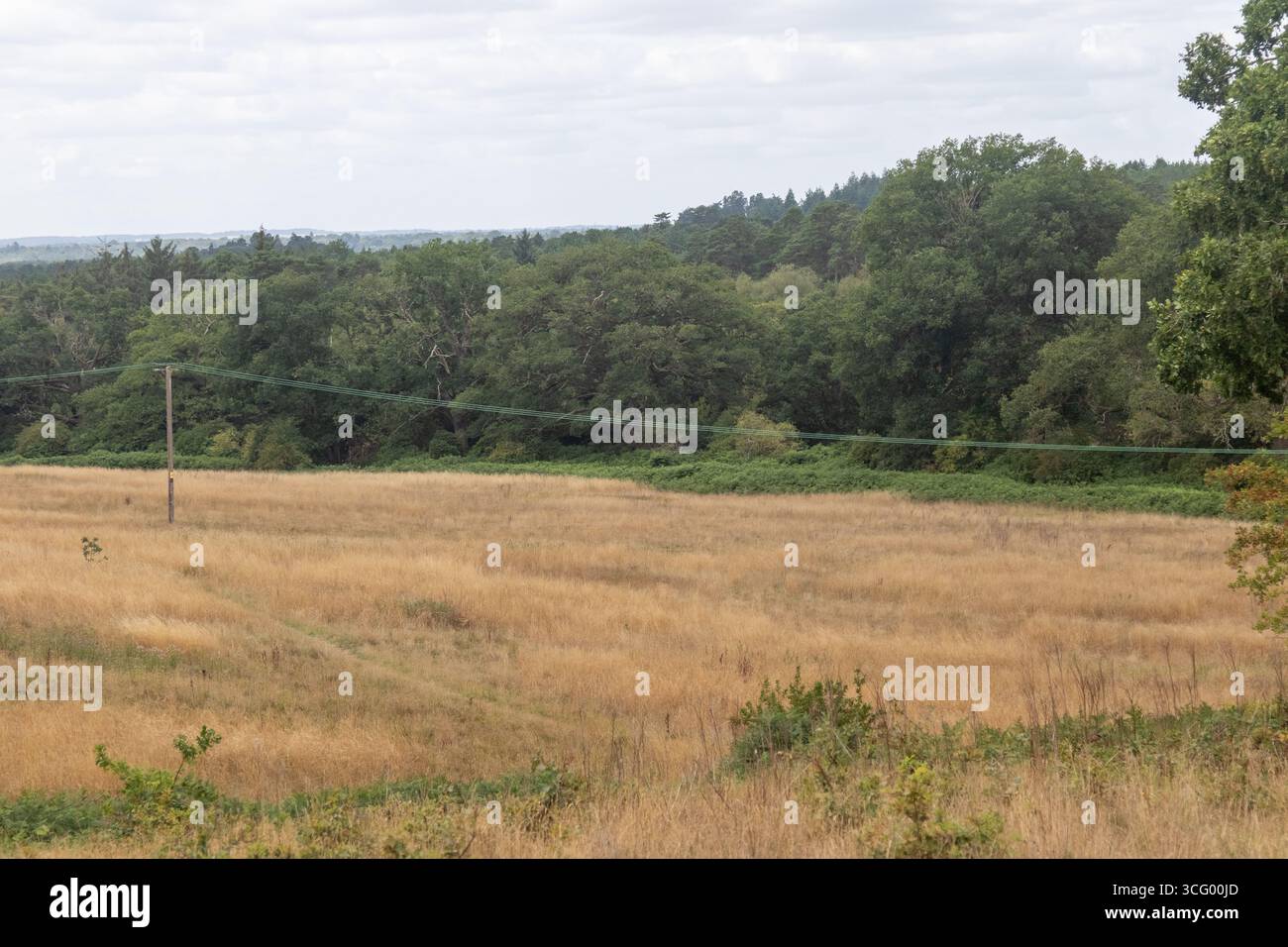A view of Yateley Common an extensive heathland complex with areas of ...