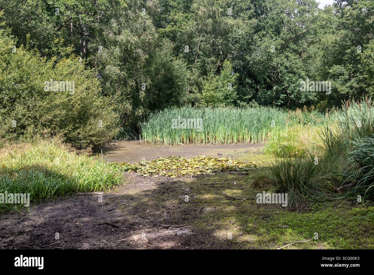 A view of a dried up pond on Yateley Common an extensive heathland ...