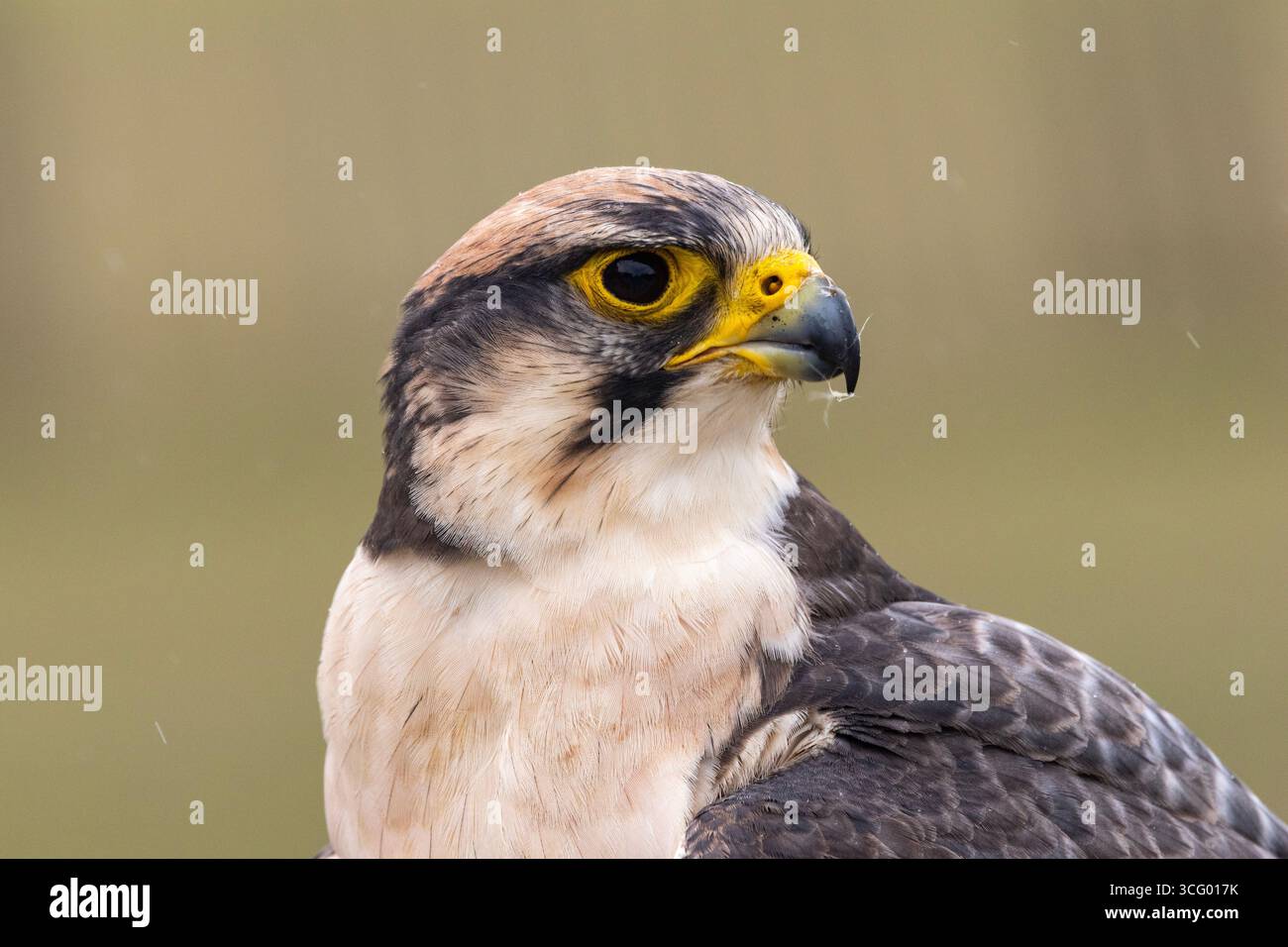 The Lanner Falcon is the most common of the larger falcons in the drier ...