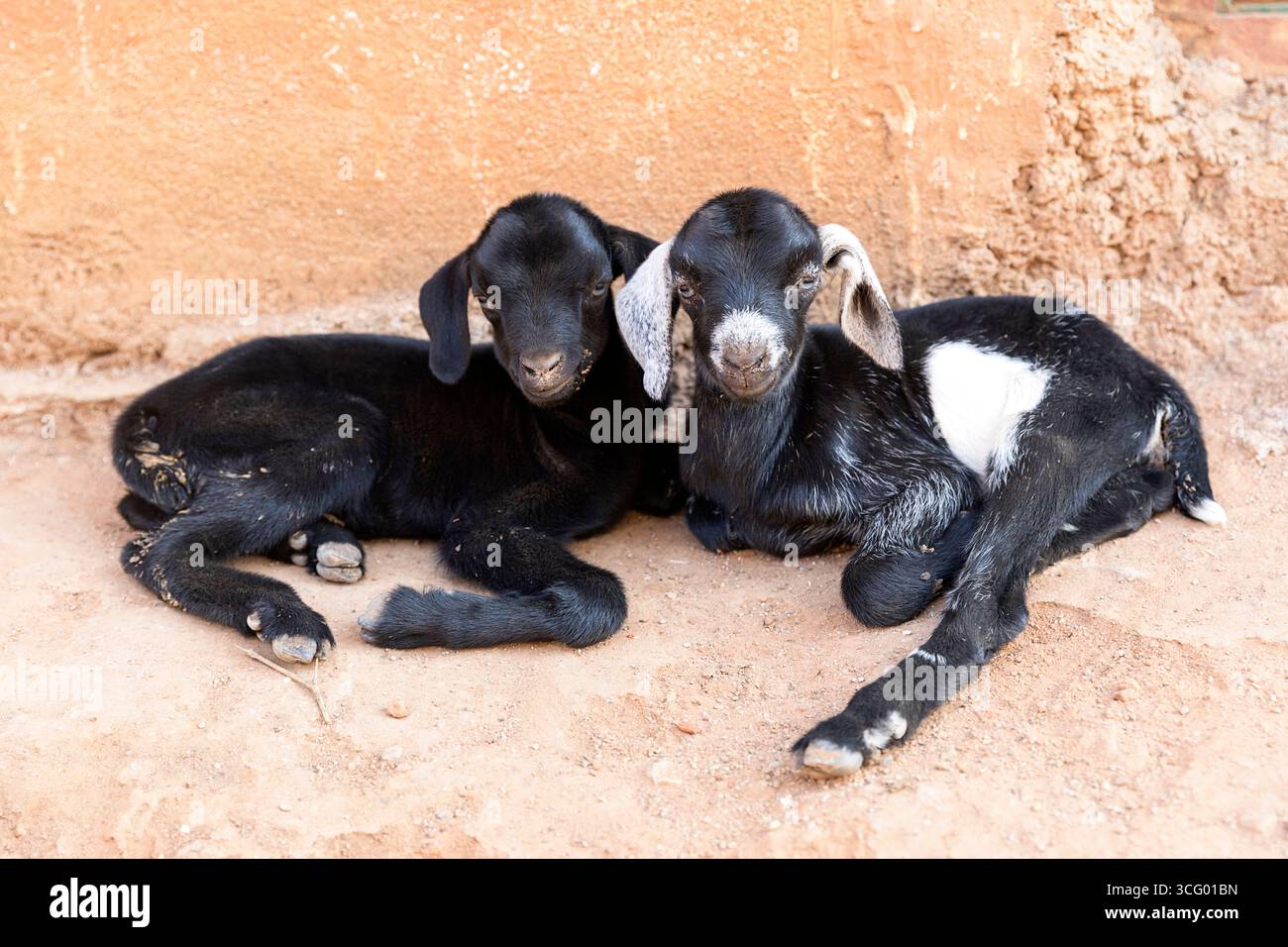 Two small goats laying on the ground in a small village in orissa ...