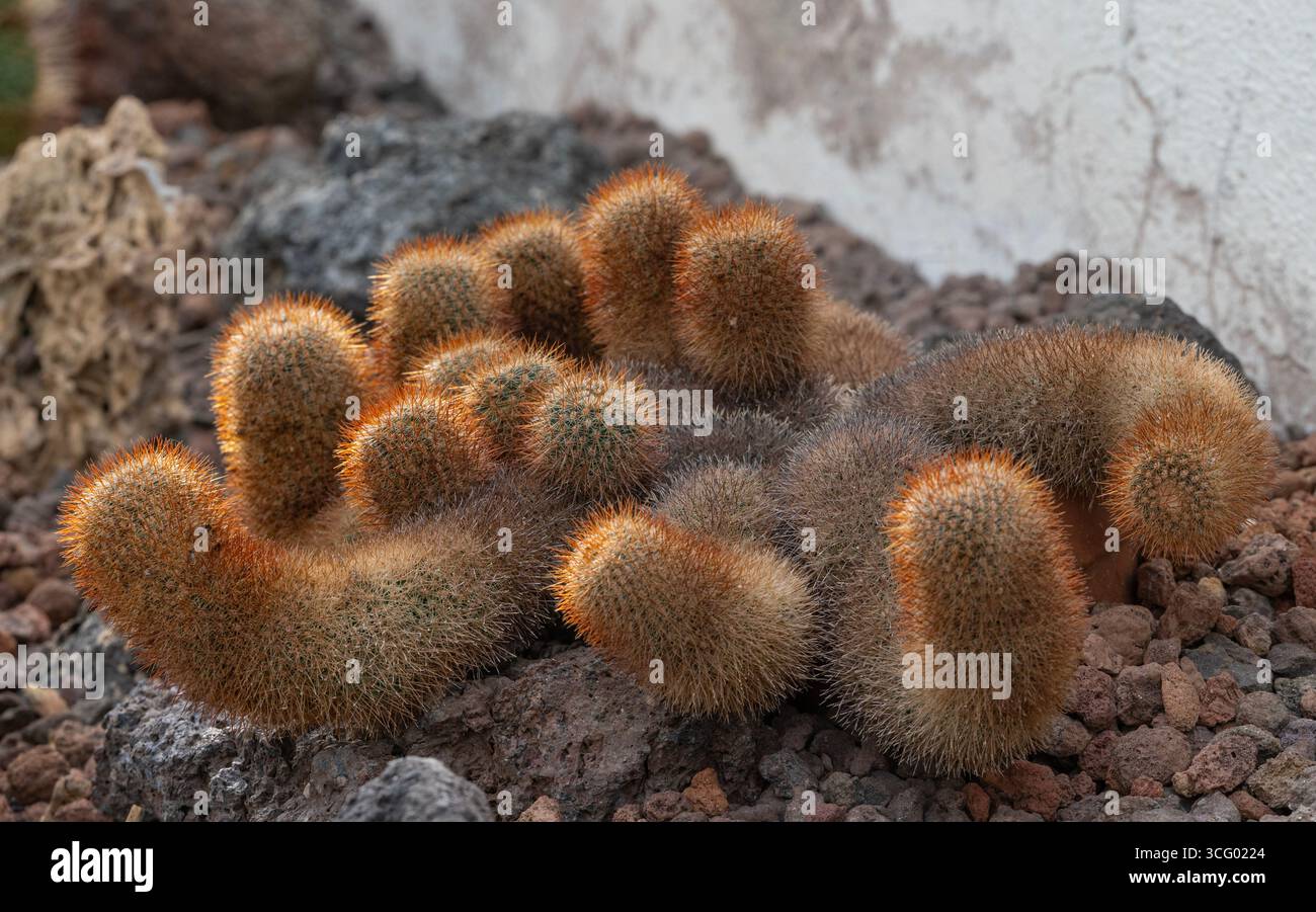 Group of small cacti with orange spines, Mammillaria densispina ...