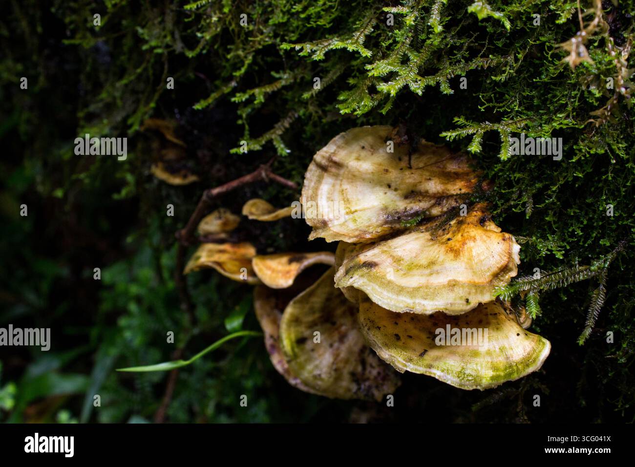 Pileate fruit bodies hi-res stock photography and images - Alamy
