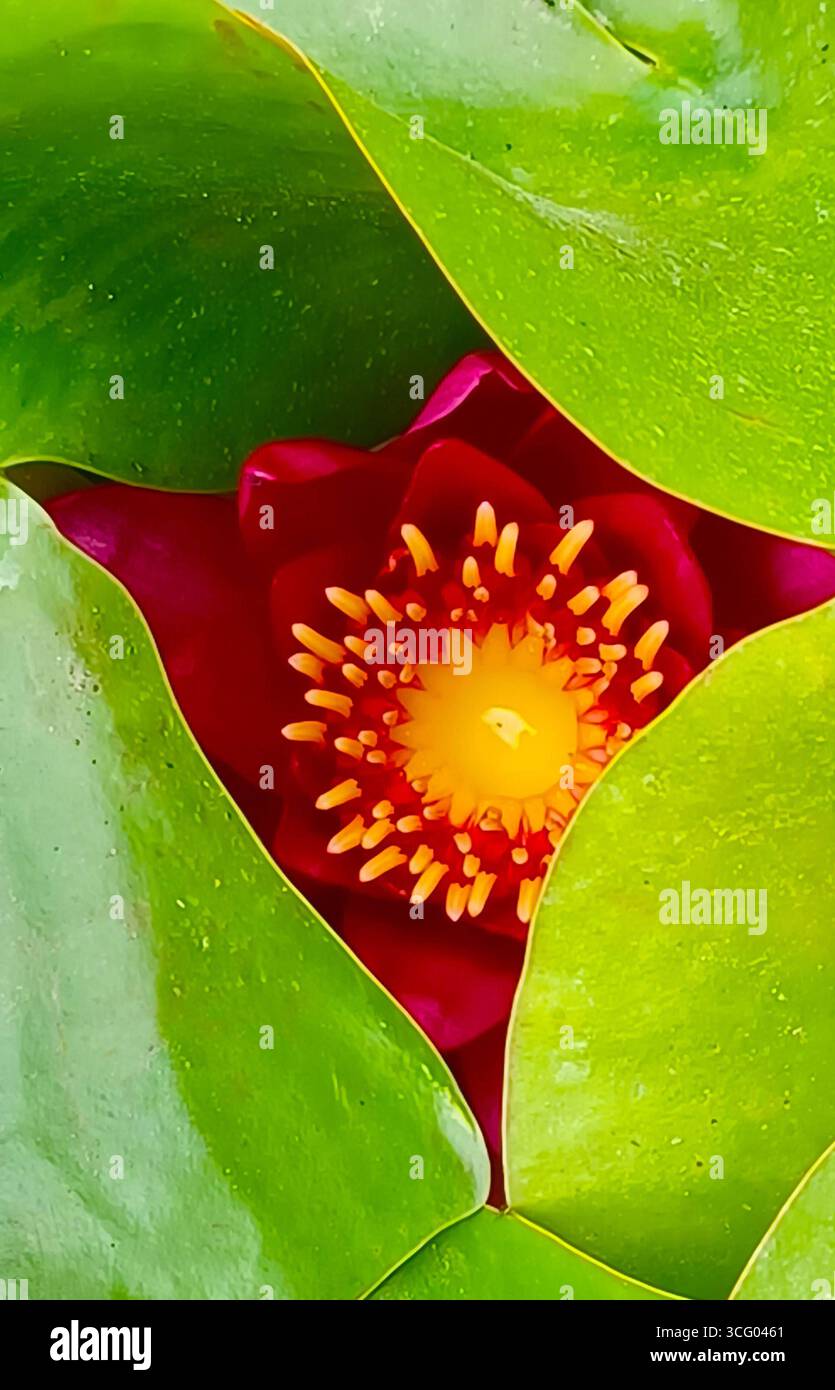 21.08.2025, Ausflug im Botanische Garten, im Bild: Seerose *** 21 08 ...