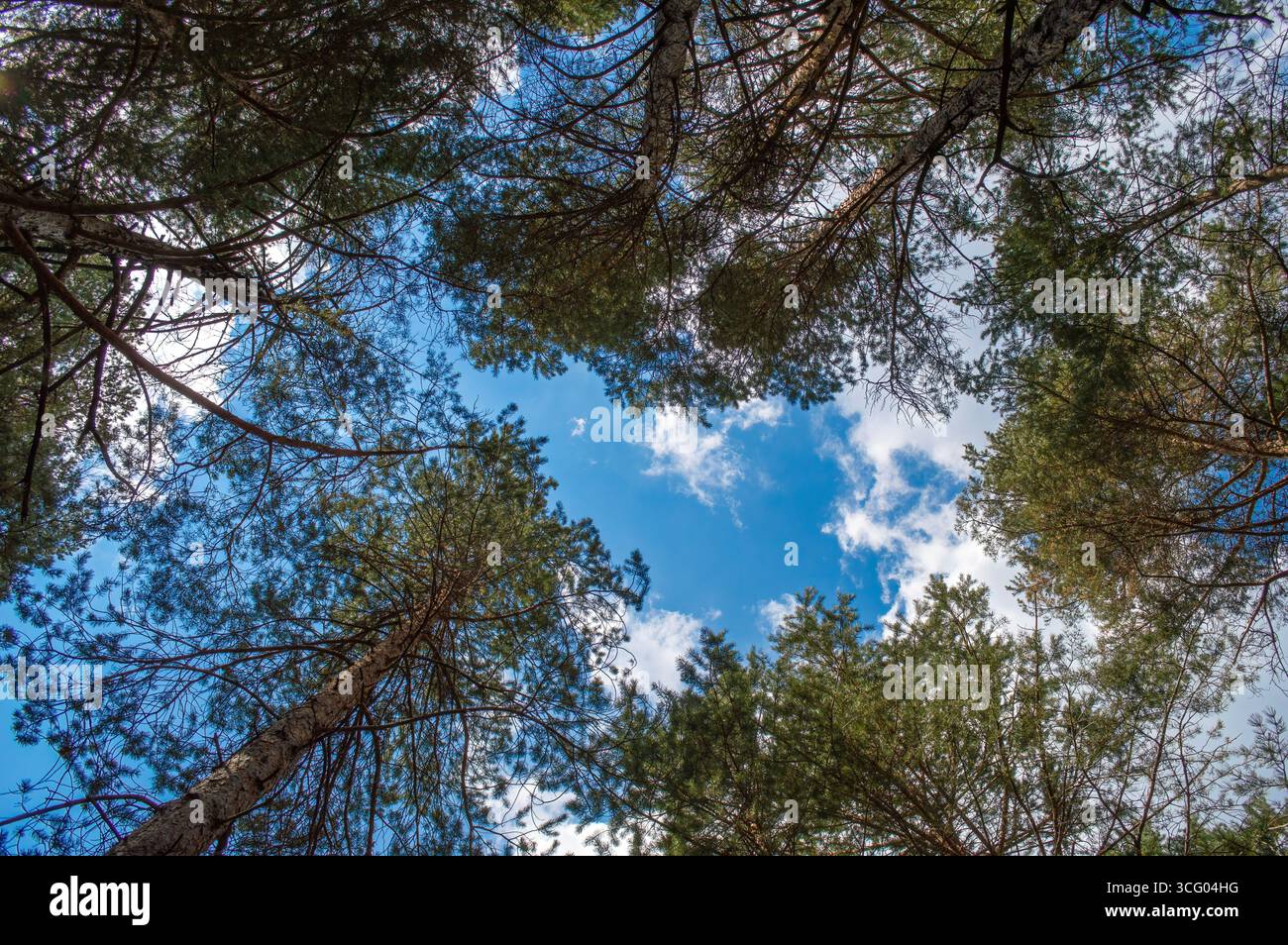 Paisaje natural de bosque de pinos mediterráneos en la serranía de ...