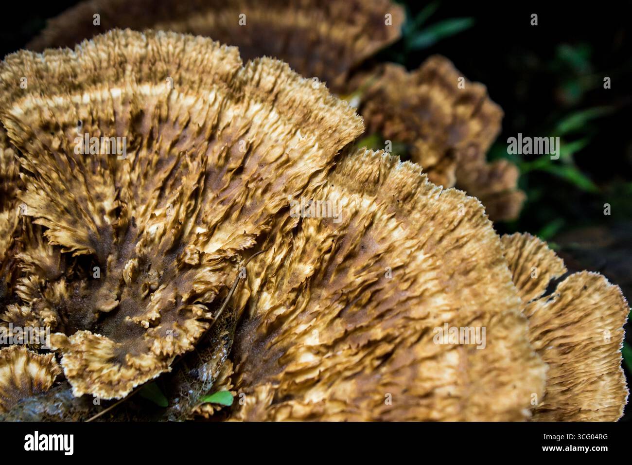 Close-up view above of the intricate texture of a forest fungi, growing ...