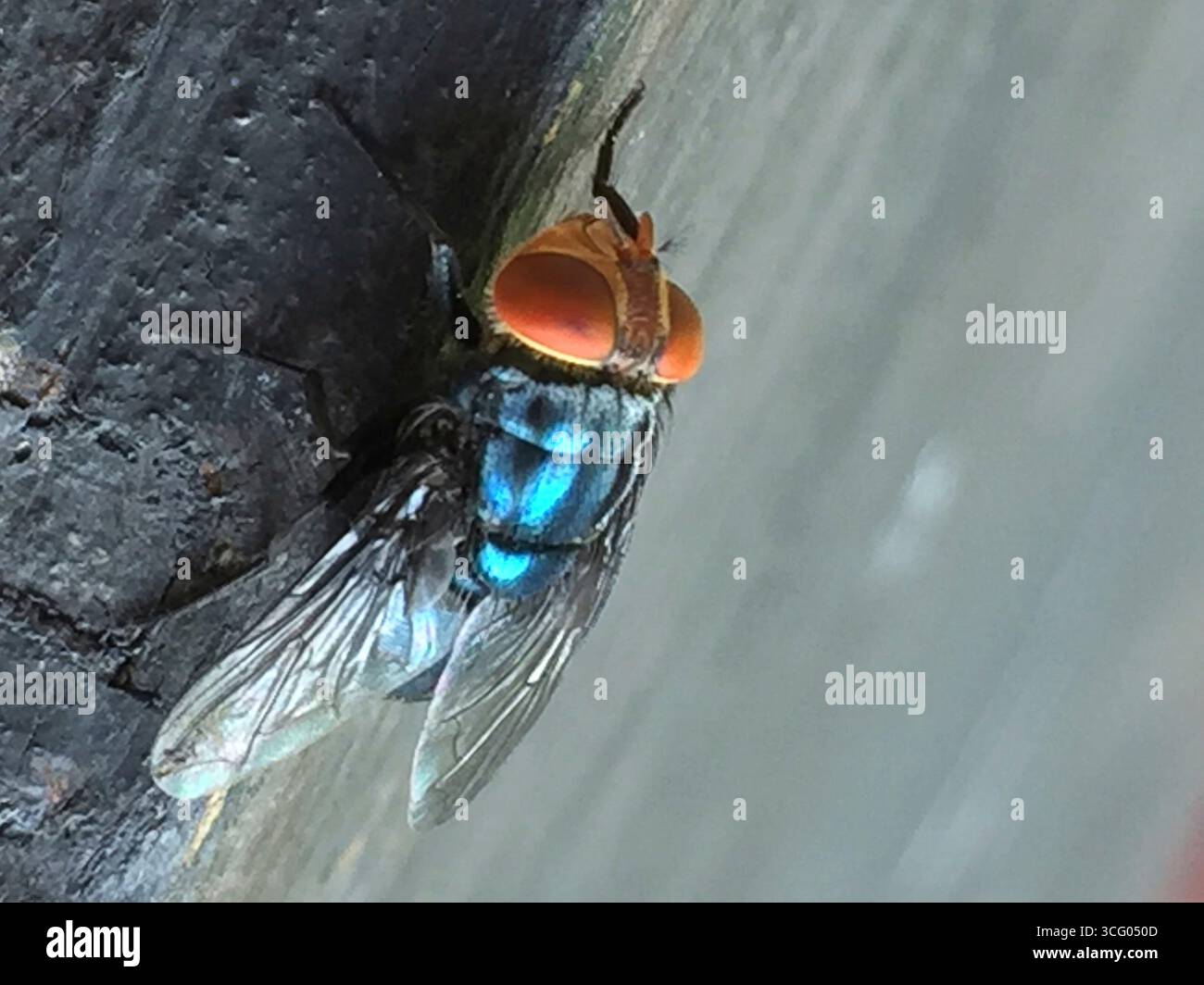 An adult New World screwworm fly sits at rest in this undated photo ...