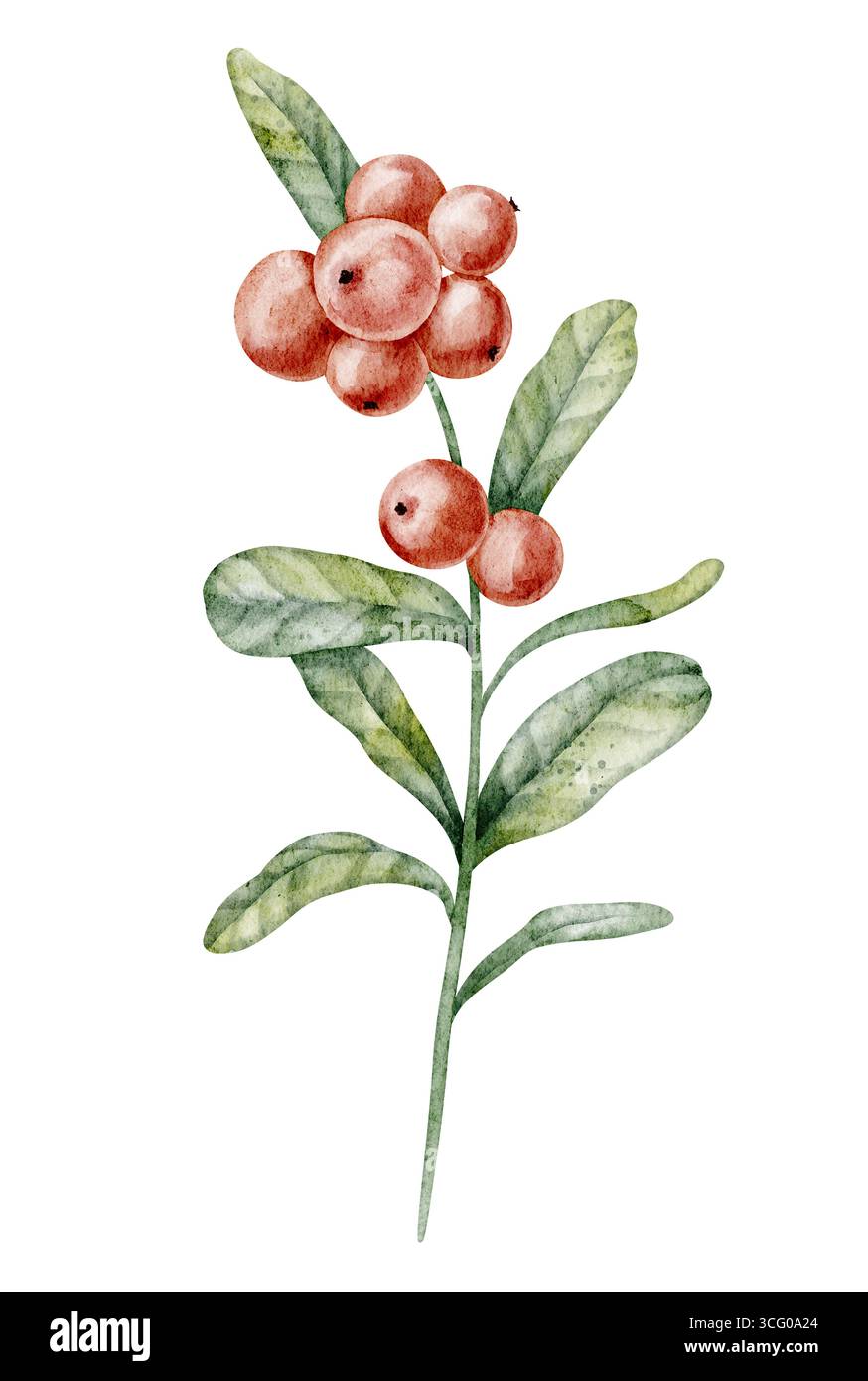 Cranberry harvest in autumn Cut Out Stock Images & Pictures - Alamy