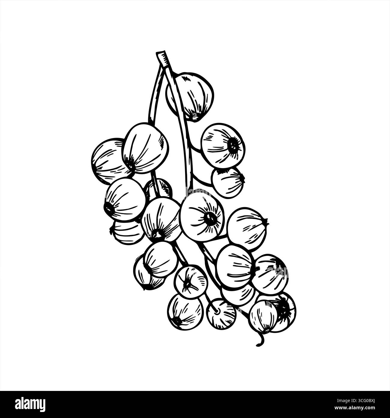 Cluster fresh white garden Stock Vector Images - Alamy