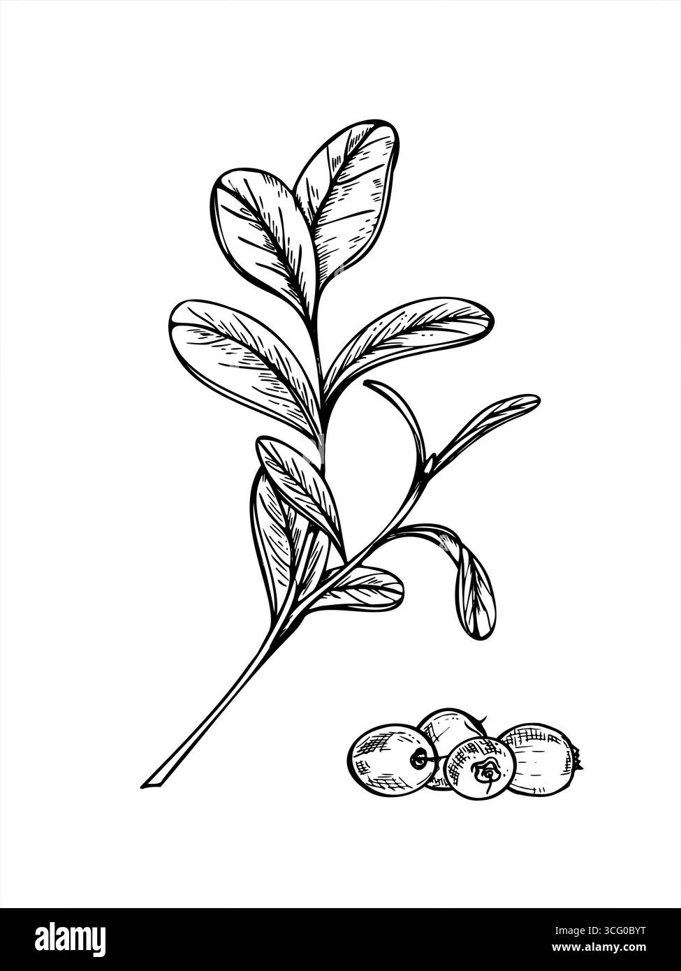 Hand engraved wild forest Black and White Stock Photos & Images - Alamy