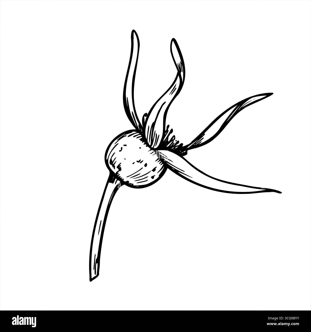 Herbal tea fresh wild Stock Vector Images - Alamy