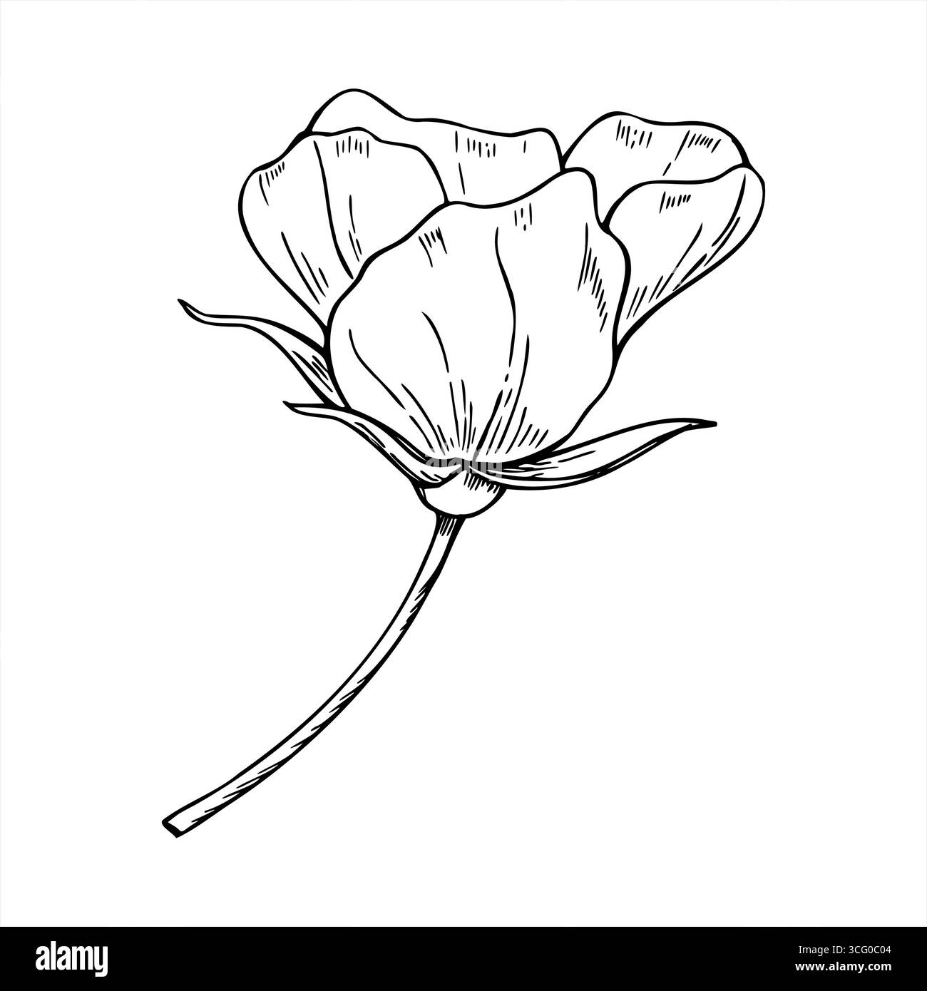 Single wild poppy flower Stock Vector Images - Alamy