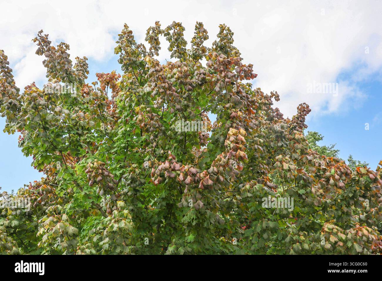 Lough Neagh, Kinnego Marina, County Armagh, Northern Ireland, UK. 25 ...