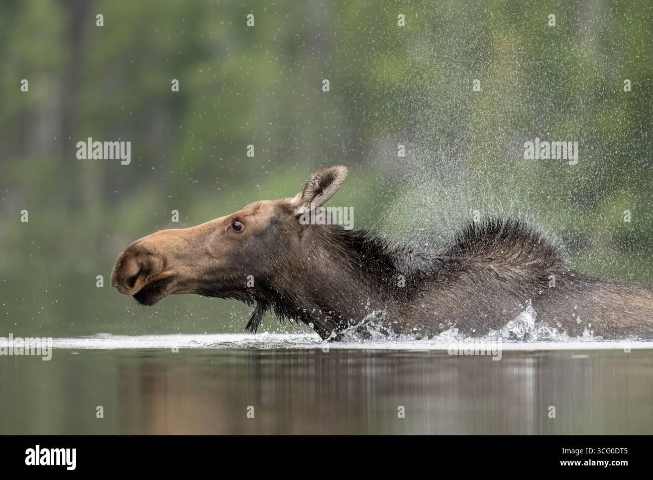 Female moose hi-res stock photography and images - Alamy
