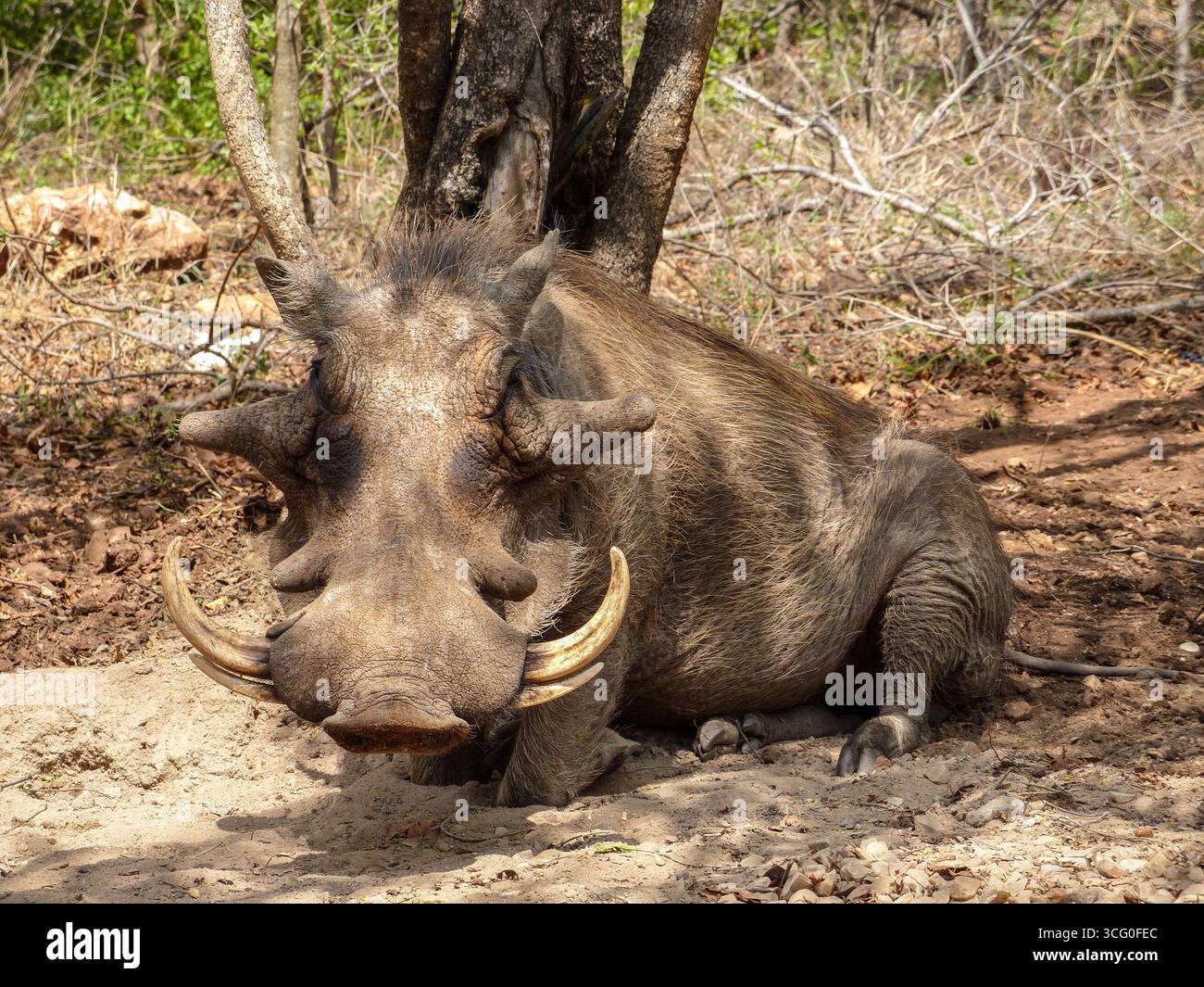 Close up of a large male Warthog sitting down looking at the camera in ...