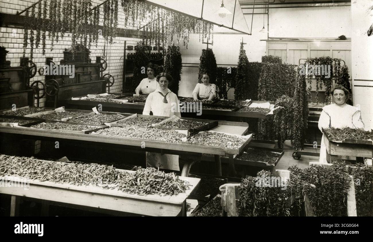 World War I: Provisioning: Women preparing vegetables for Dutch ...