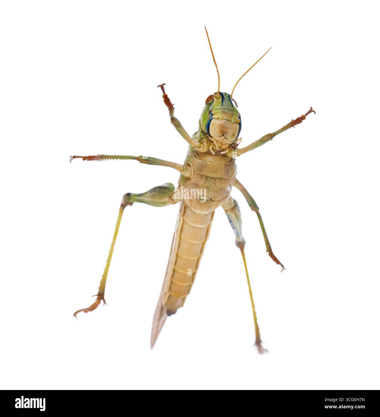 Common locust Cut Out Stock Images & Pictures - Alamy