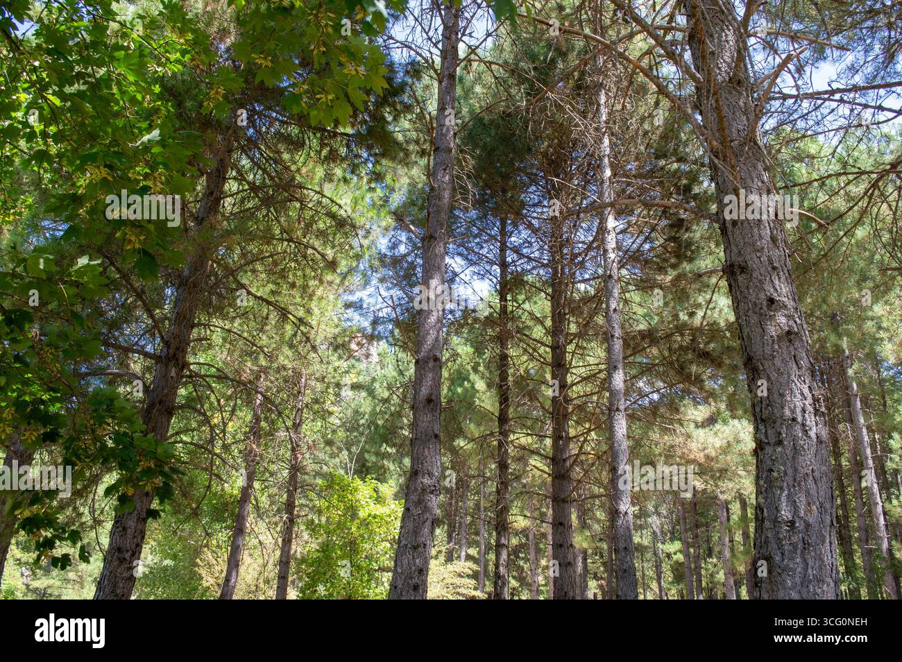 Paisaje natural de bosque de pinos mediterráneos en la serranía de ...