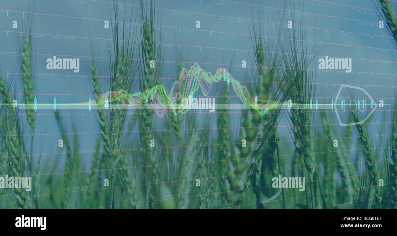 Displaying green wheat stalks swaying in farm field, with waveform ...