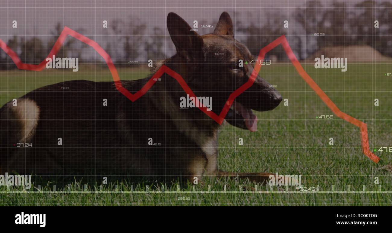 German Shepherd-type dog lying in grassy field, with red graph overlay ...