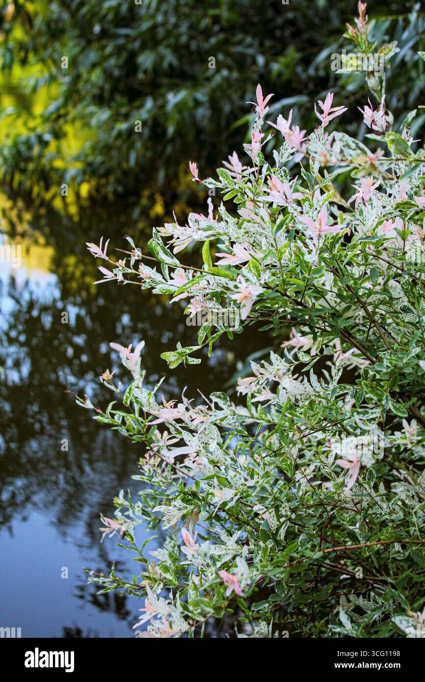 Hakuro Nishiki (Salix Integra) dappled willow tree in a garden around ...