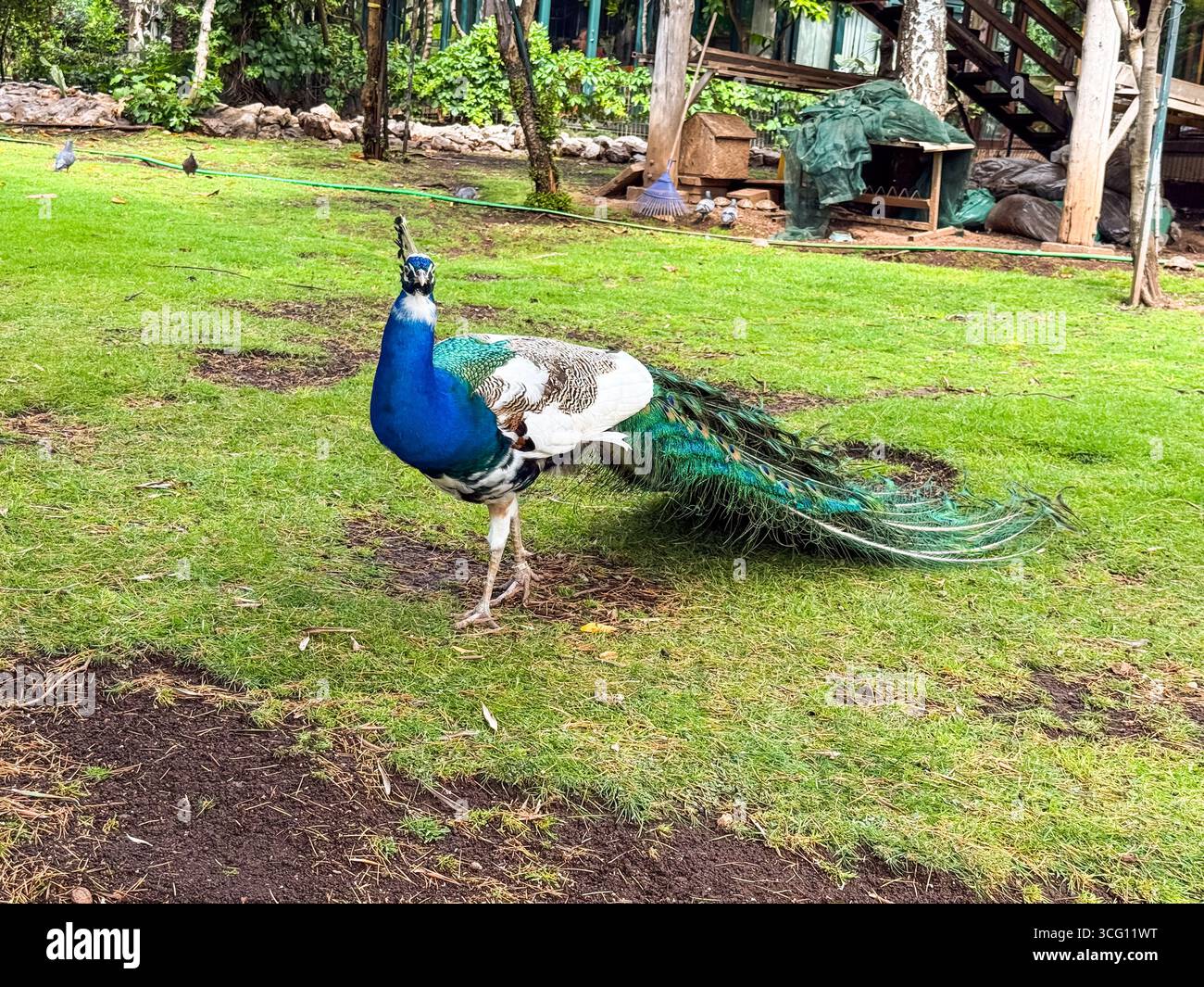 Peacock walking across the grass with folded tail. Wildlife, beauty ...
