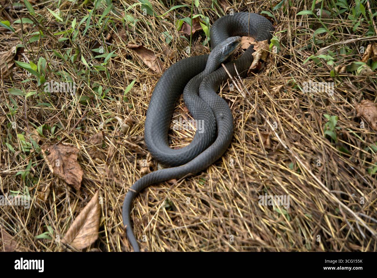 Eastern rat snake in Pennsylvania Stock Photo - Alamy