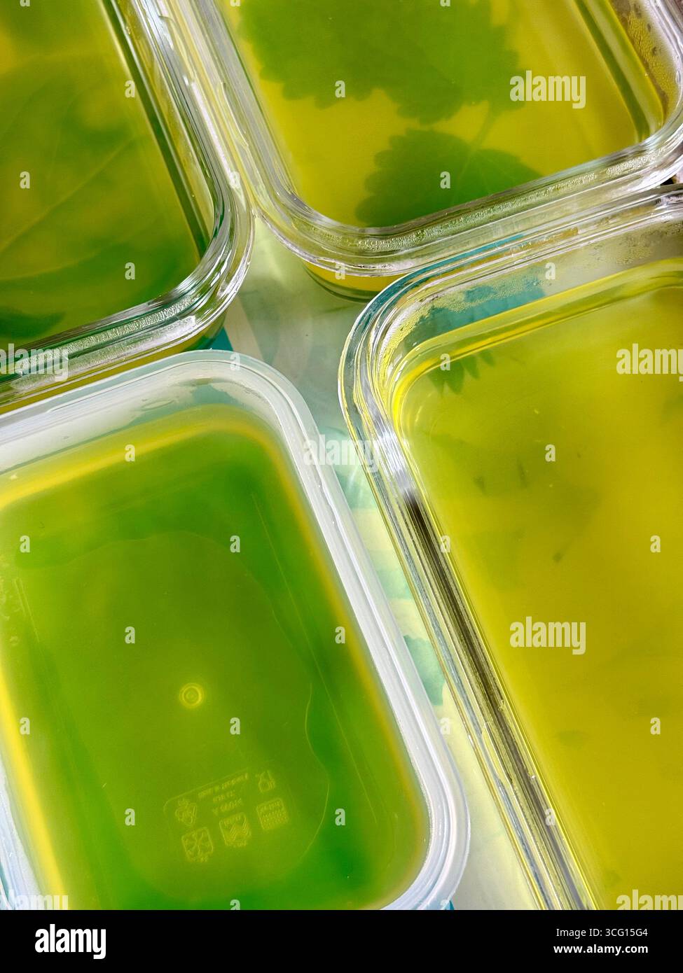 Individual pineapple-flavored gelatin portions in clear plastic ...