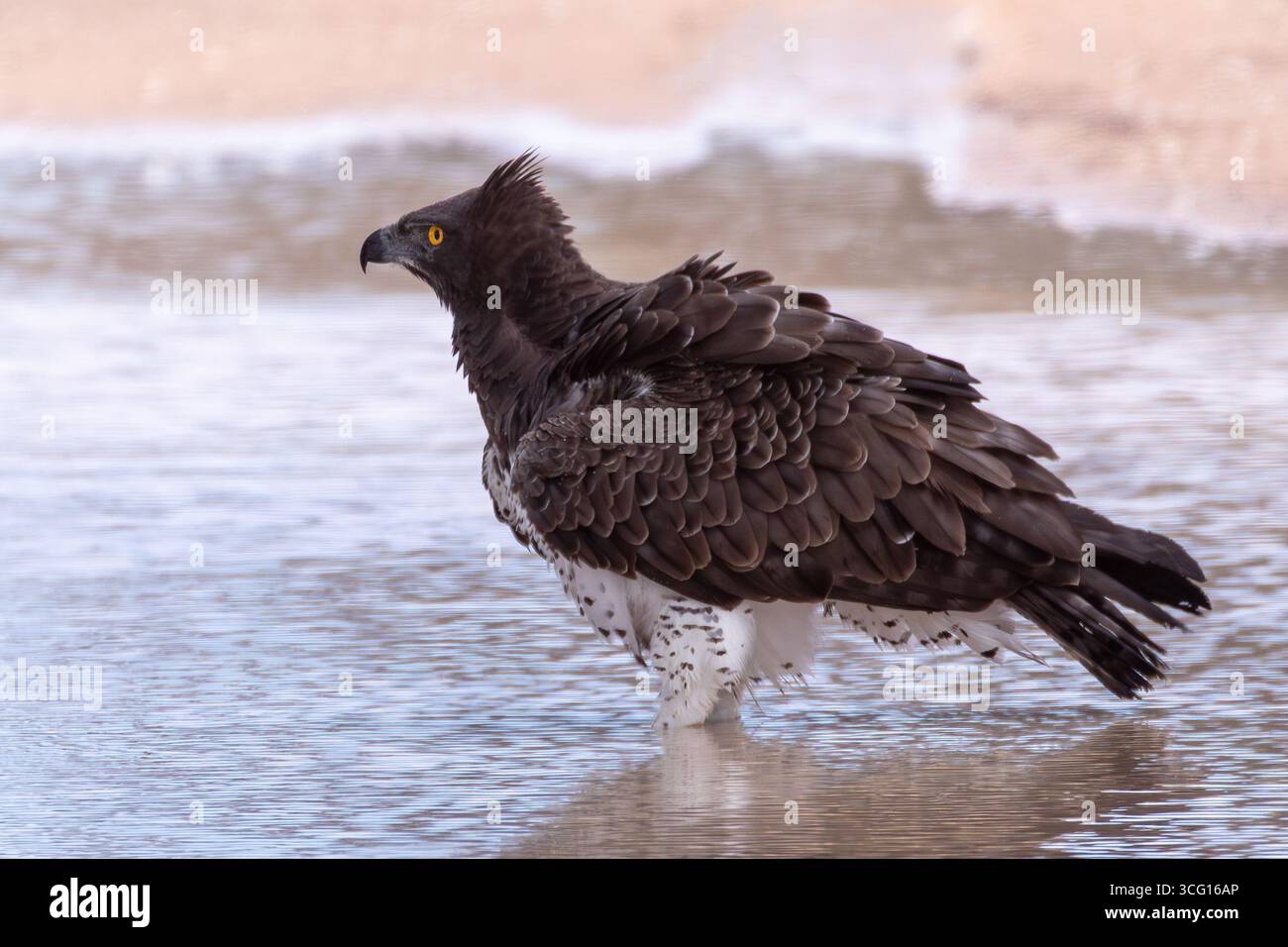 Martial Eagle (Polemaetus bellicosus) bathing in rain puddle Kgalagadi ...