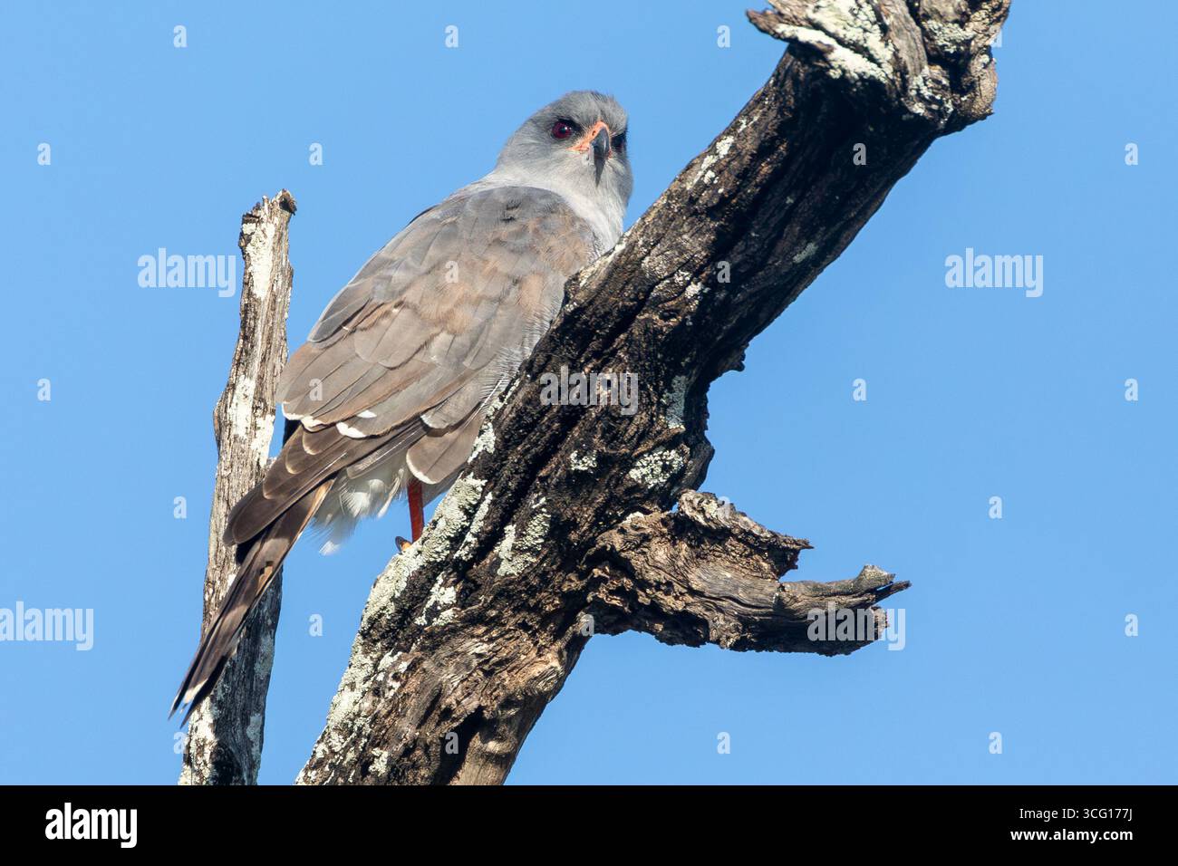 Gabar Goshawk (Micronisus gabar gabar) perched in tree near Punda Maria ...