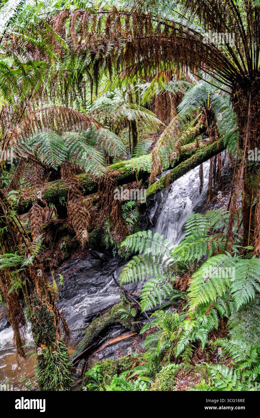 Anne’s Cascade in Melba Gully State Park now part of Great Otway ...