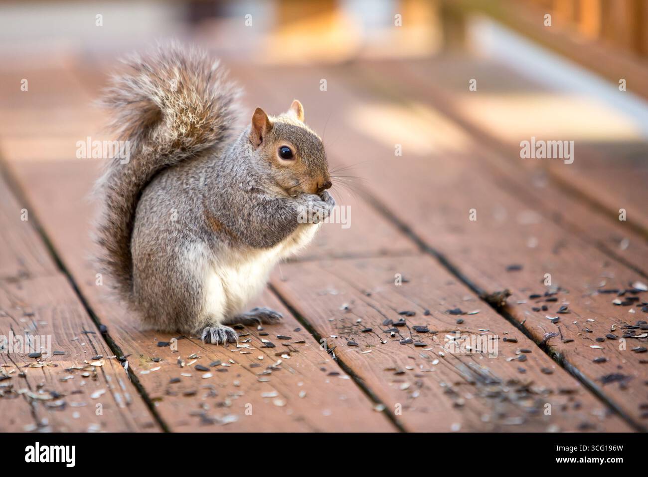 An Eastern Gray Squirrel (Sciurus carolinensis) sitting on a wooden ...