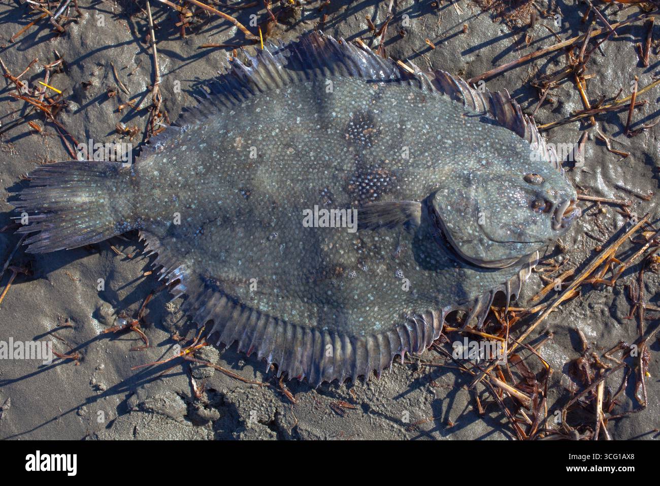 Black Flounder (Rhombosolea retiaria) from New Zealand waters. Dark ...