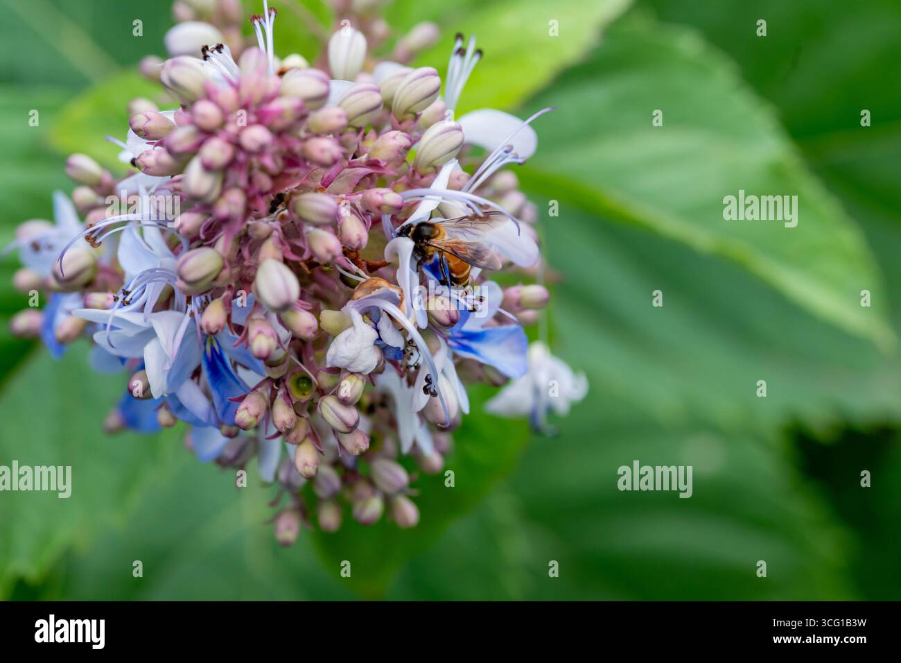 Top angle of blue fountain bush on which honey bee pollinating it. The ...