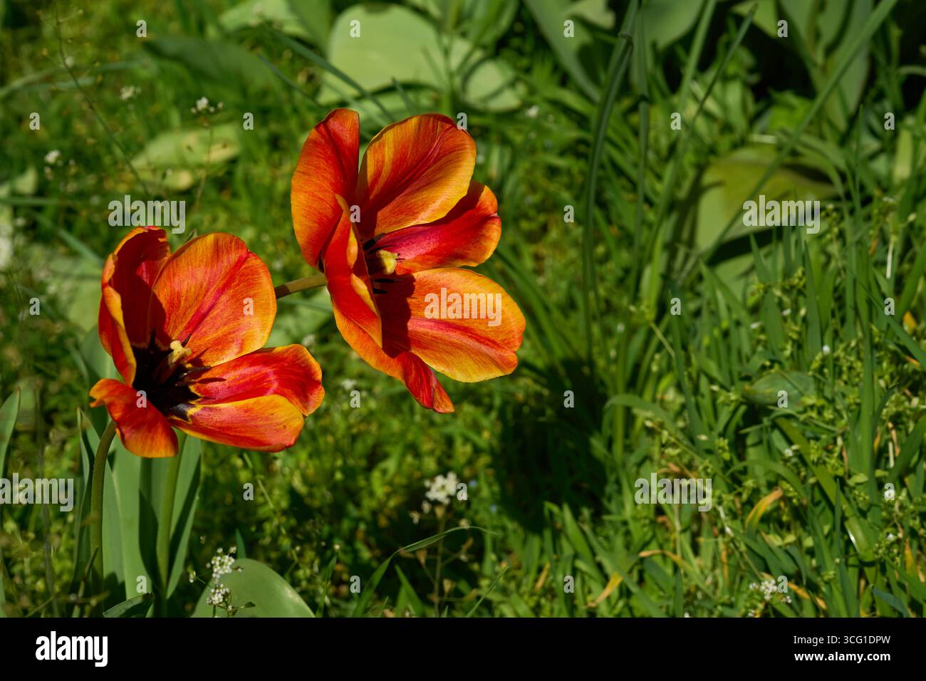 a bulbous spring flowering plant of the lily family, with boldly ...