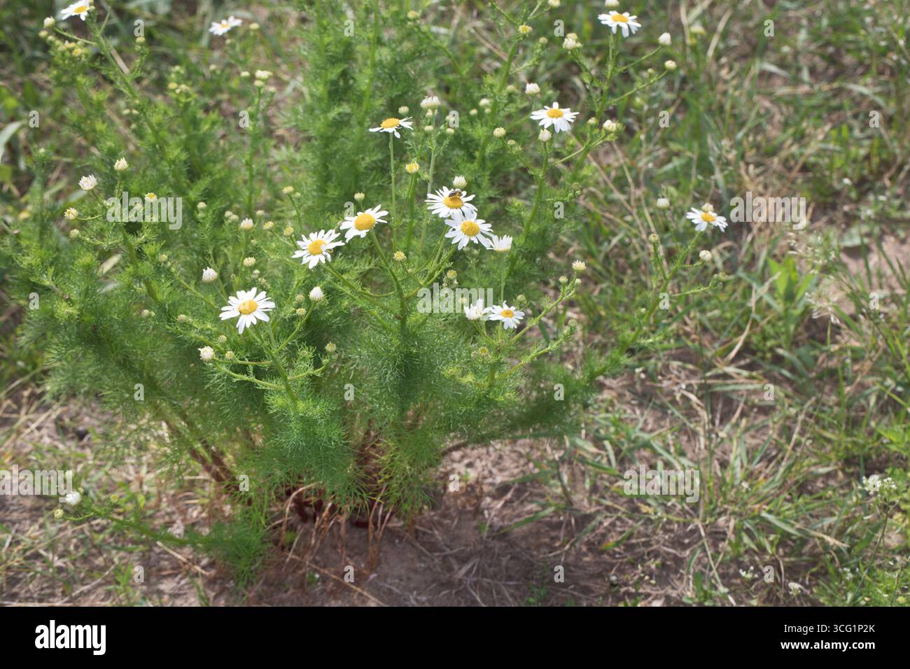 Scentless mayweed, Scentless chamomile (Tripleurospermum perforatum ...