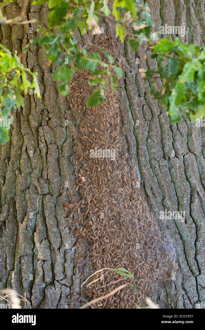 oak processionary moth (Thaumetopoea processionea), caterpillar in a ...