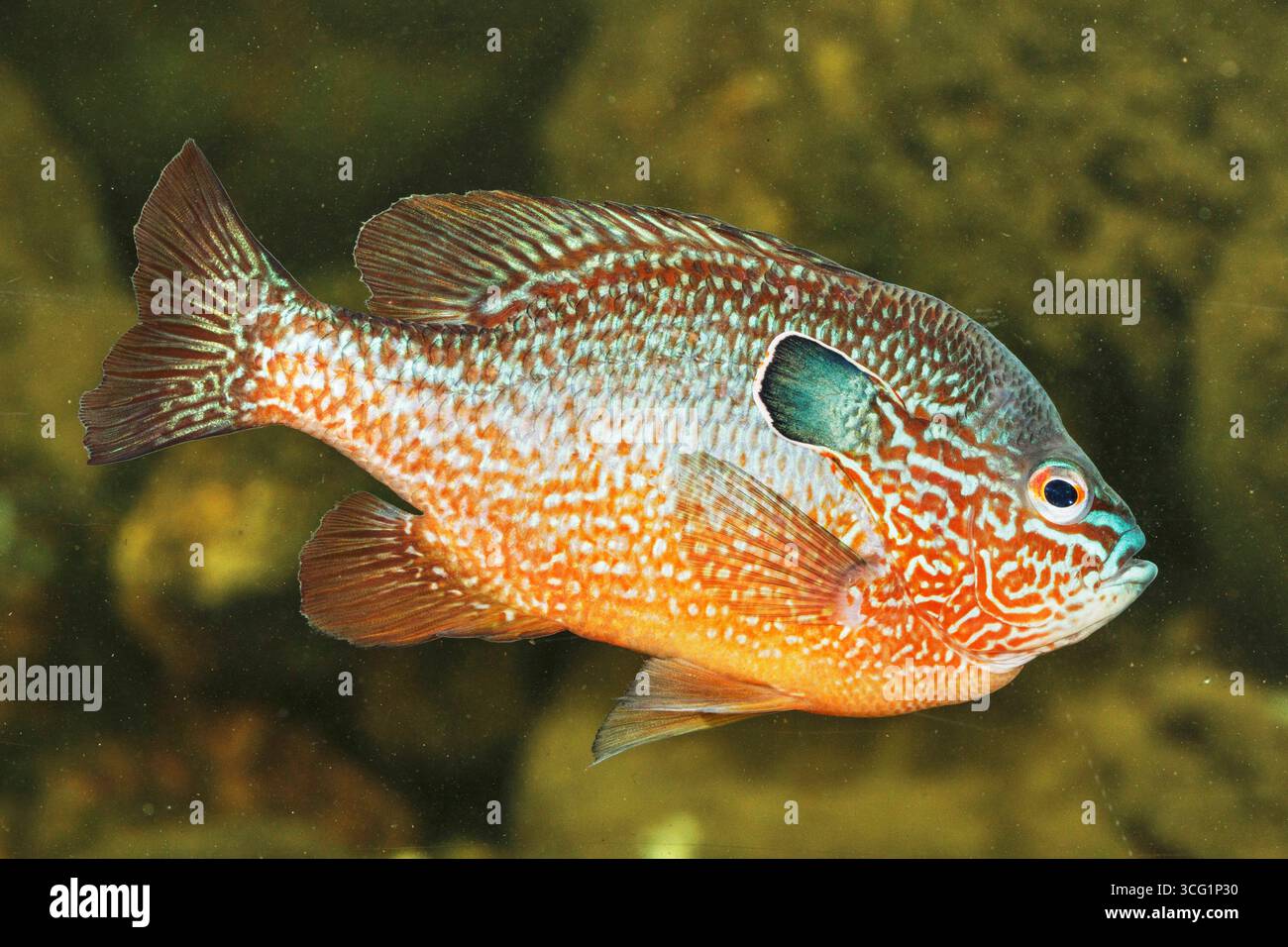 Longear sunfish hi-res stock photography and images - Alamy