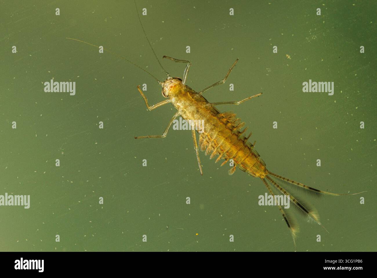mayfly (Ephemera spec.), Larva, ventral side with lateral tracheal ...