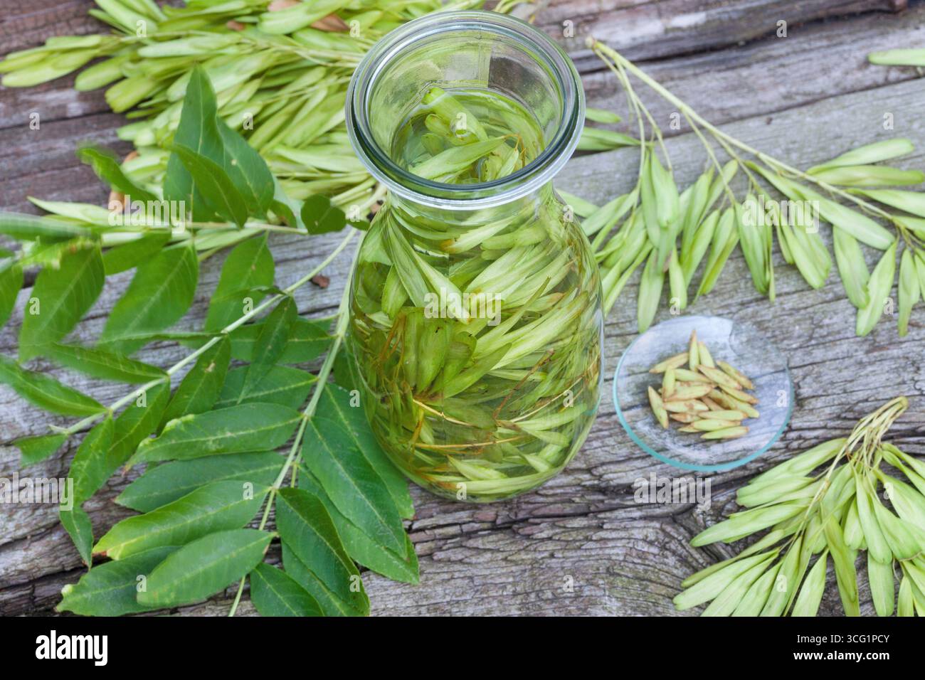 common ash, European ash (Fraxinus excelsior), selfmade alcoholic ...