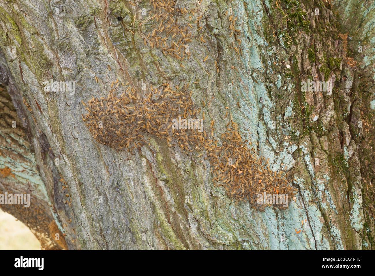 oak processionary moth (Thaumetopoea processionea), caterpillar in a ...