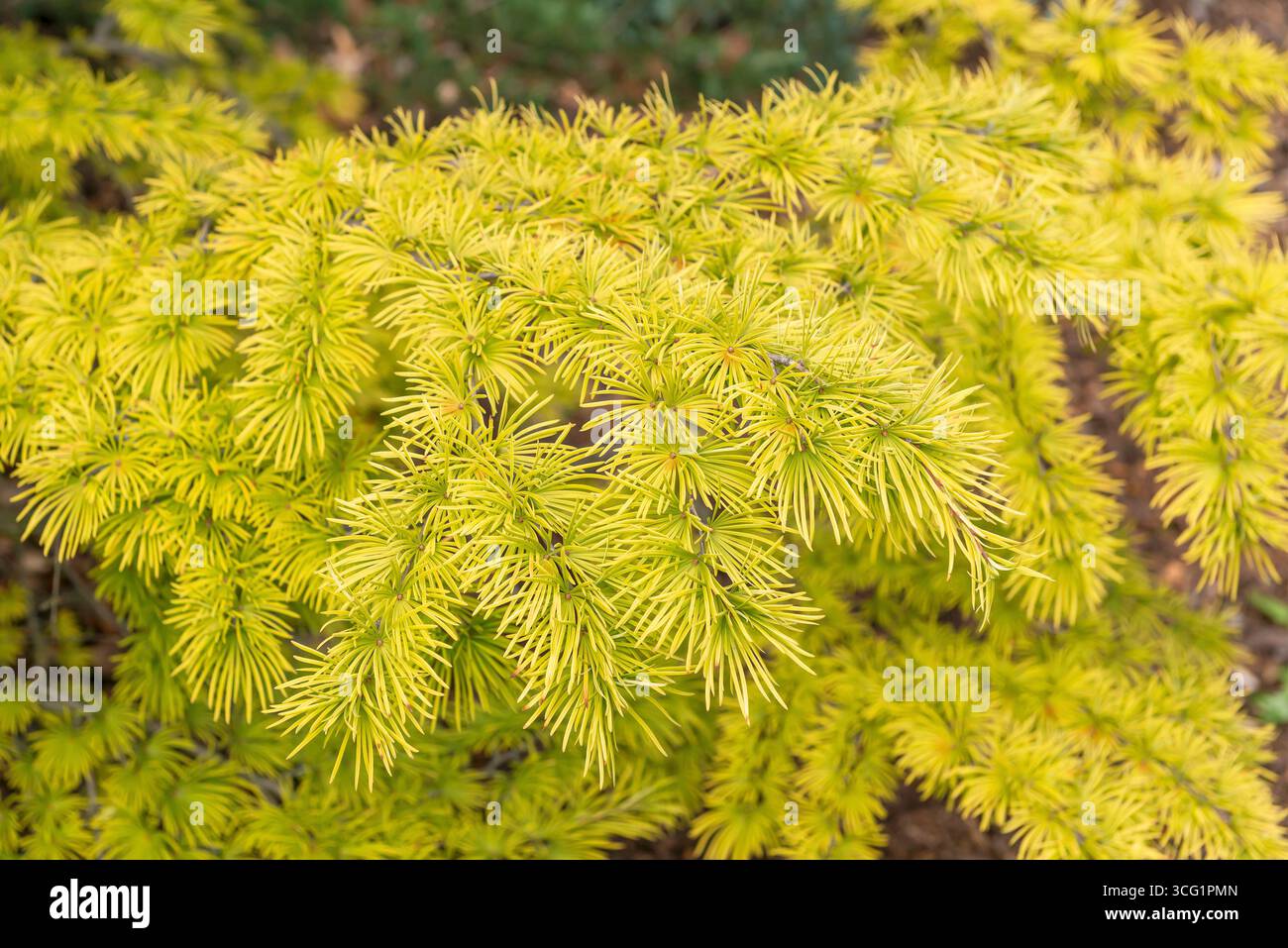 Golden larch (Pseudolarix amabilis, Pseudolarix kaempferi), branch with ...