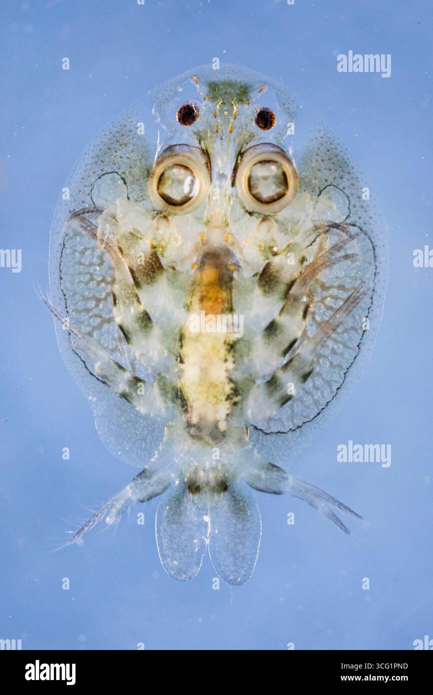 Carp louse (Argulus foliaceus), macro shot of ventral side, suction ...