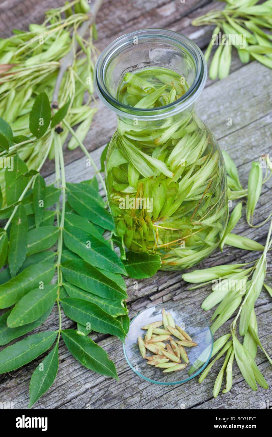 common ash, European ash (Fraxinus excelsior), selfmade alcoholic ...