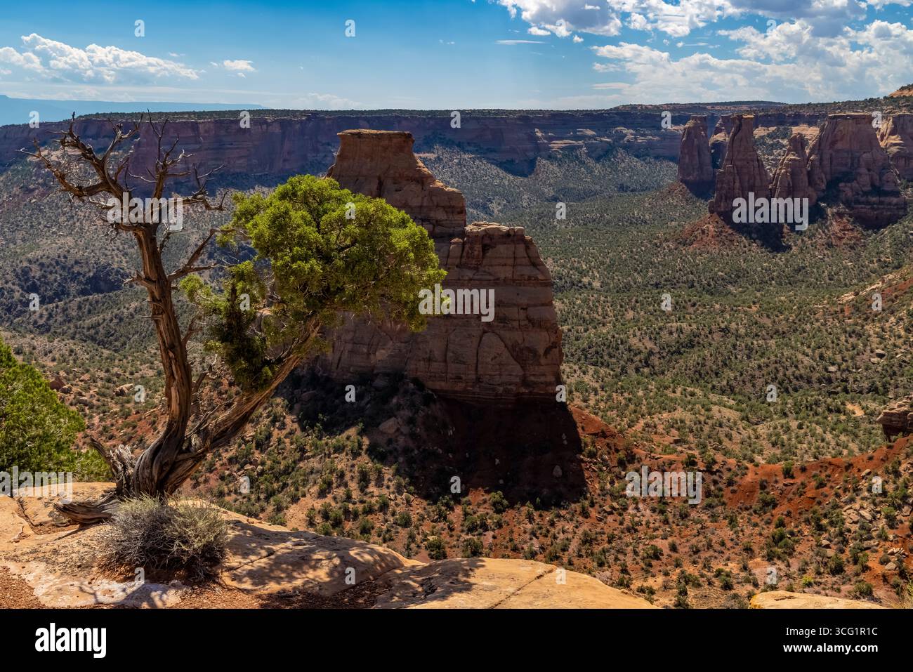 Utah Juniper and Independence Monument in Colorado National Monument ...