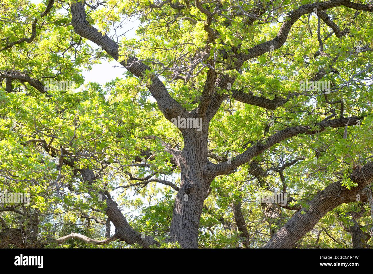 Downy Oak (Quercus pubescens), View into the crown, Croatia Stock Photo ...