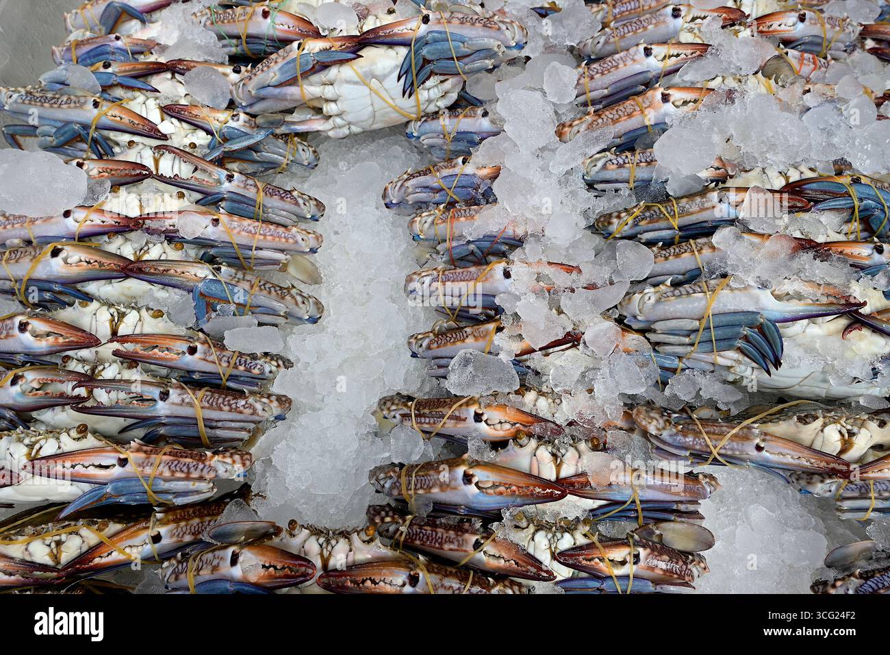 Flower crabs (Portunus pelagicus) bundled and packed in ice, at a ...