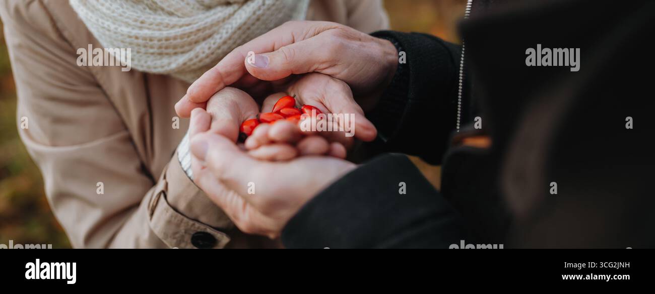 Hands full of rose hips in fall nature Stock Photo - Alamy